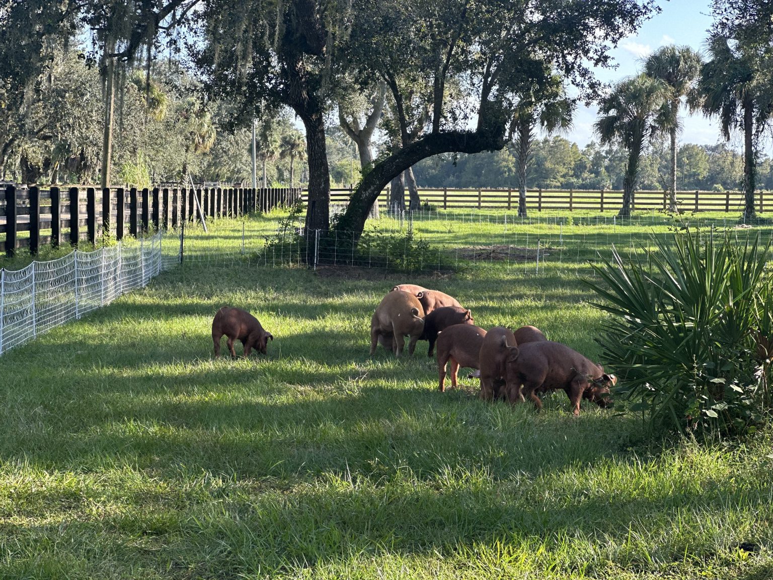Cypress Creek Farms and Ranch
