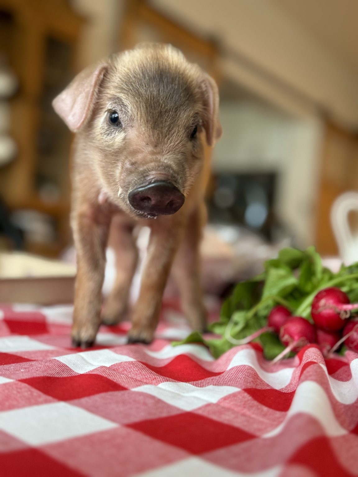 Our Story – Cypress Creek Farms and Ranch