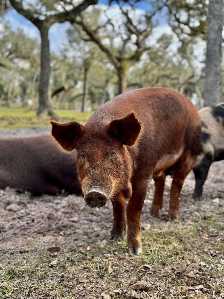 Products – Cypress Creek Farms and Ranch